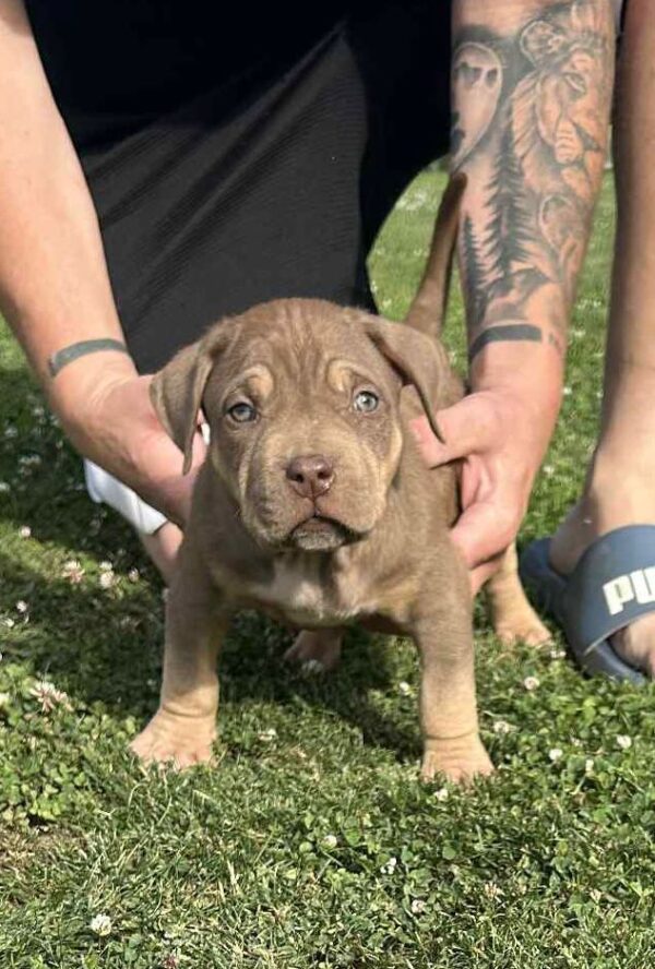 L'elevageWhynotbully American Bully - Elevage Bully XL et XXL